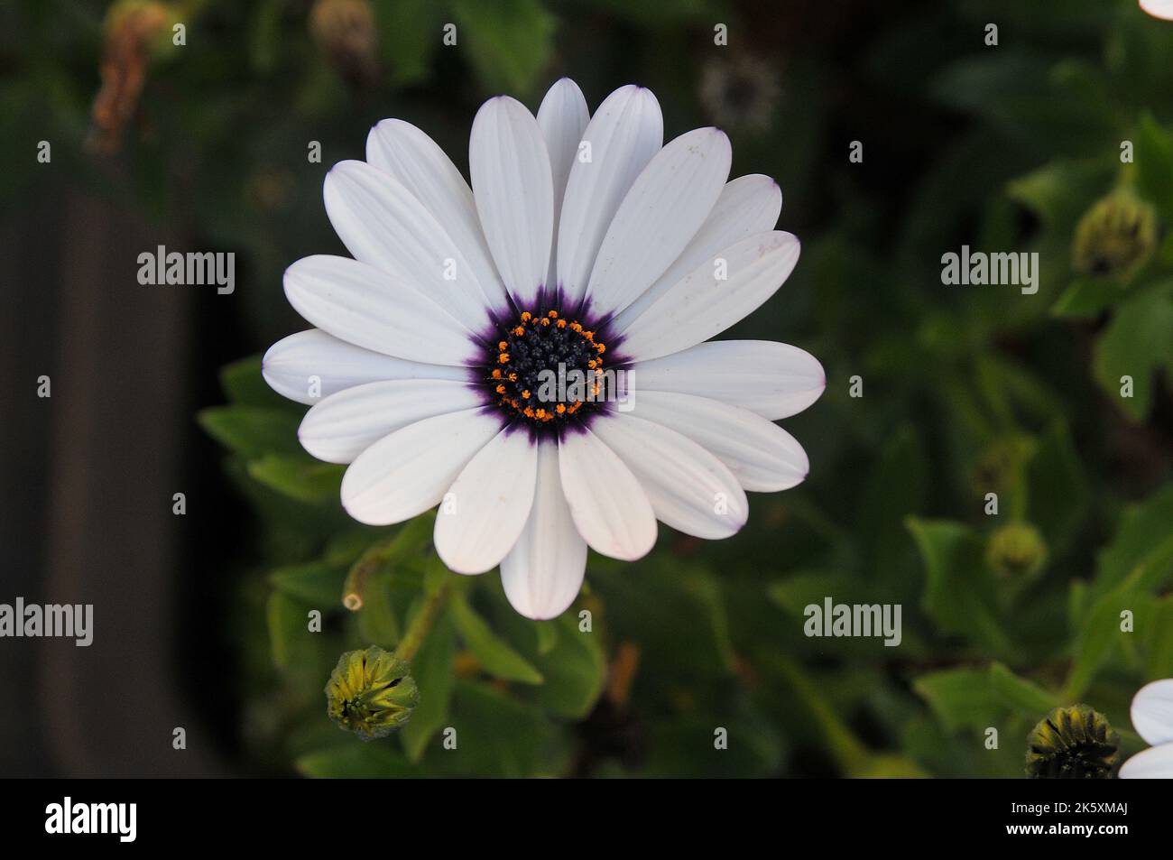 Kastrup/Copenahgen /Denmark/10 October 2022/Daisy flowers in Kastrup ...