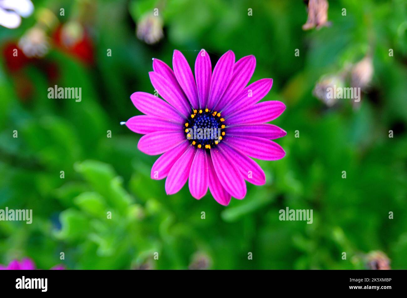 Kastrup/Copenahgen /Denmark/10 October 2022/Daisy flowers in Kastrup ...