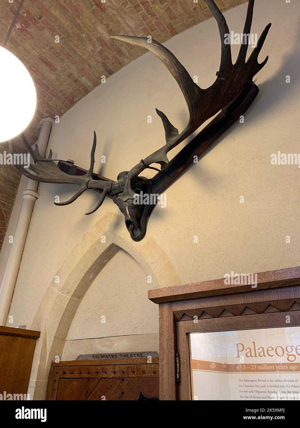 A low-angle shot of deer antlers on a white wall at a museum Stock ...