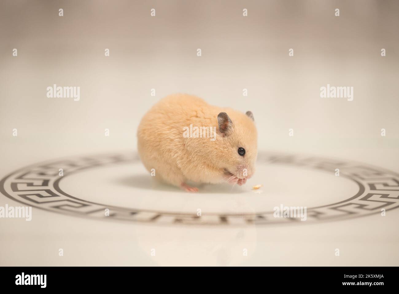 A hamster on a white background greedily stuffs food by its cheeks, a ...