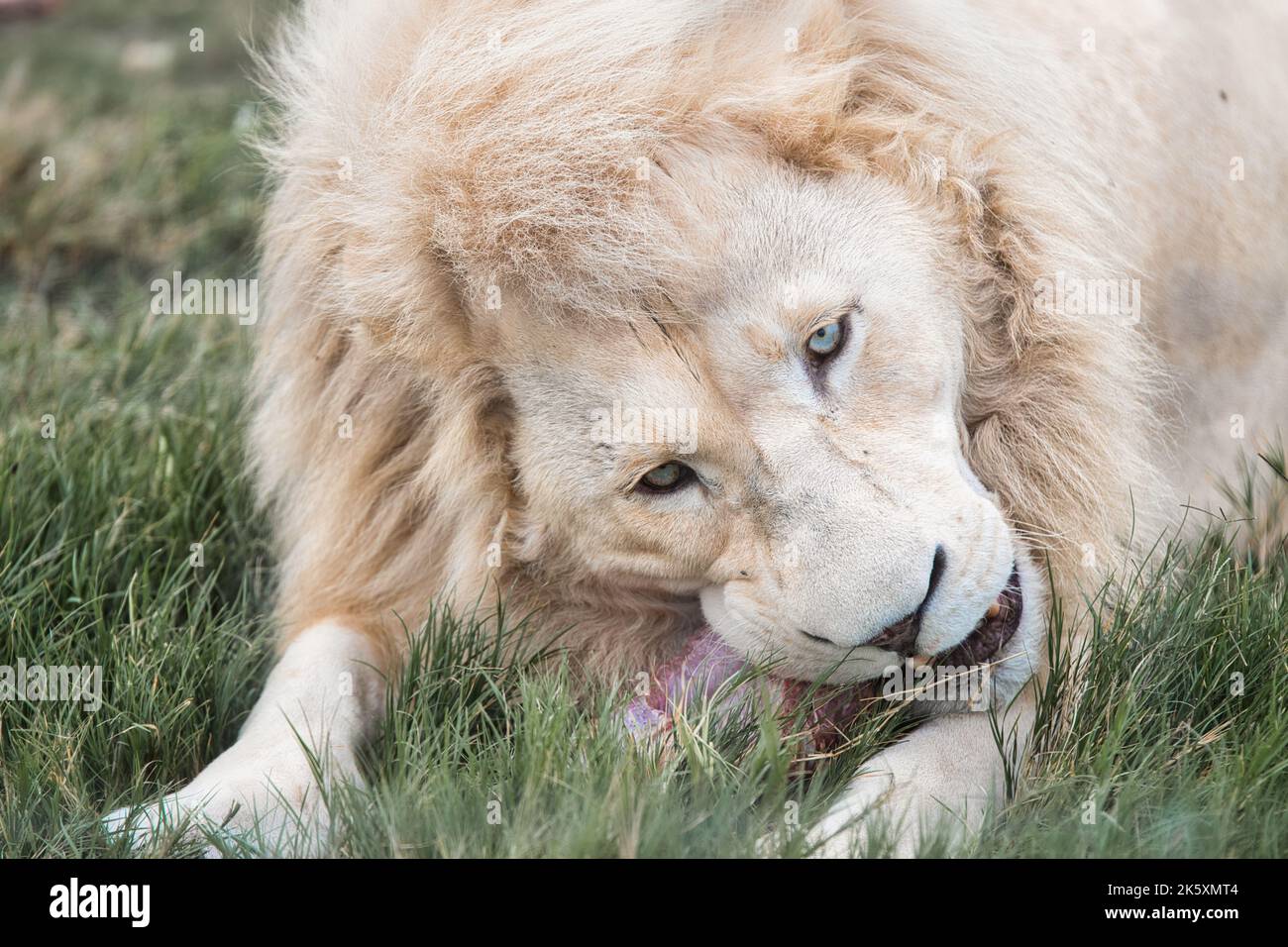 White lion feeds on his kill Stock Photo - Alamy