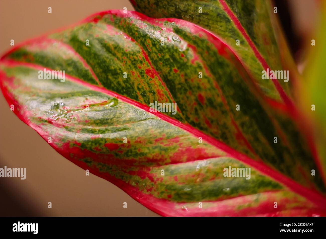 Aglaonema siam aurora hi-res stock photography and images - Alamy