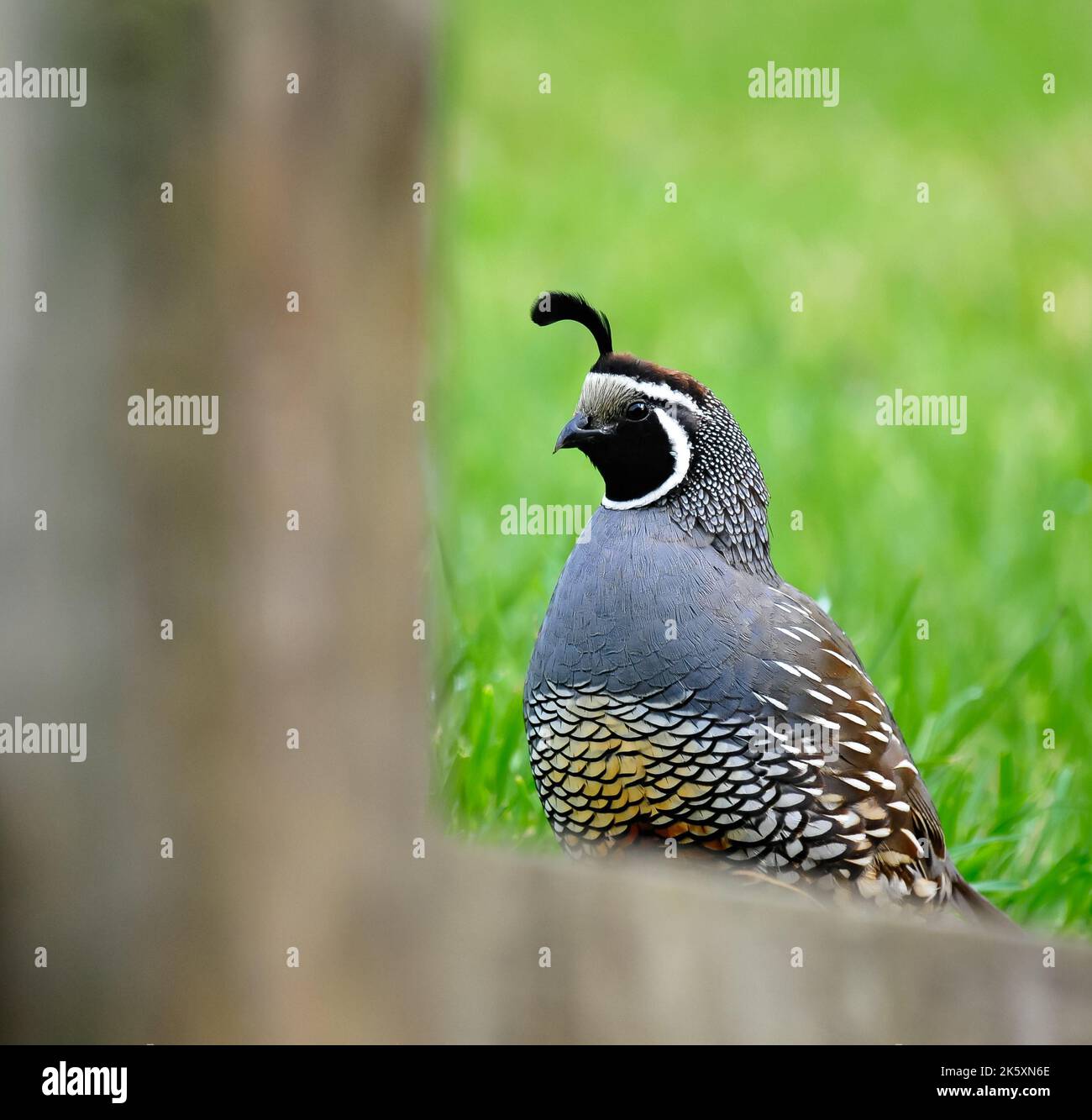 A closeup shot of a California quail Stock Photo - Alamy