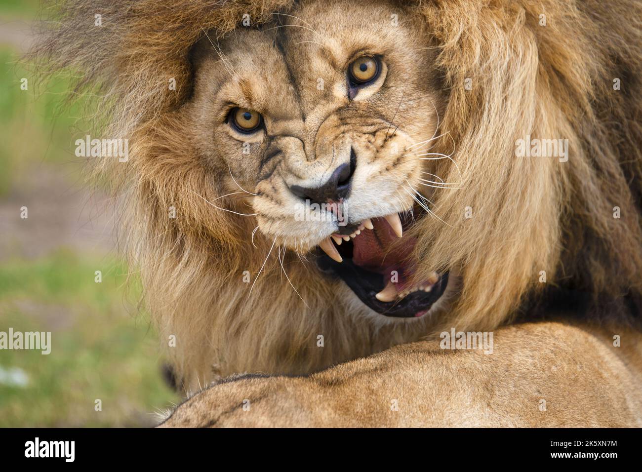 The Great Lion ROAR - This is why He is KING of the Jungle! Stock Photo ...