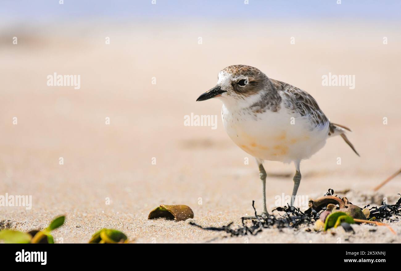 A closeup shot of a snowy plover bird Stock Photo - Alamy