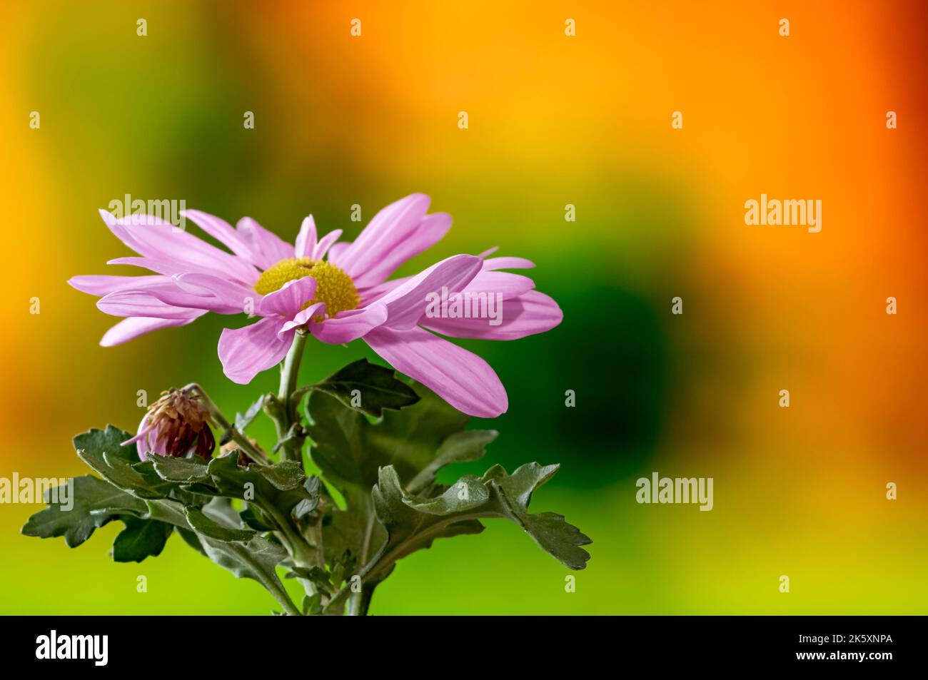Single blooming flower hi-res stock photography and images - Alamy