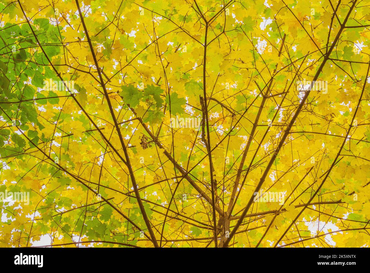 Maple tree branches in the city park at autumn day Stock Photo - Alamy