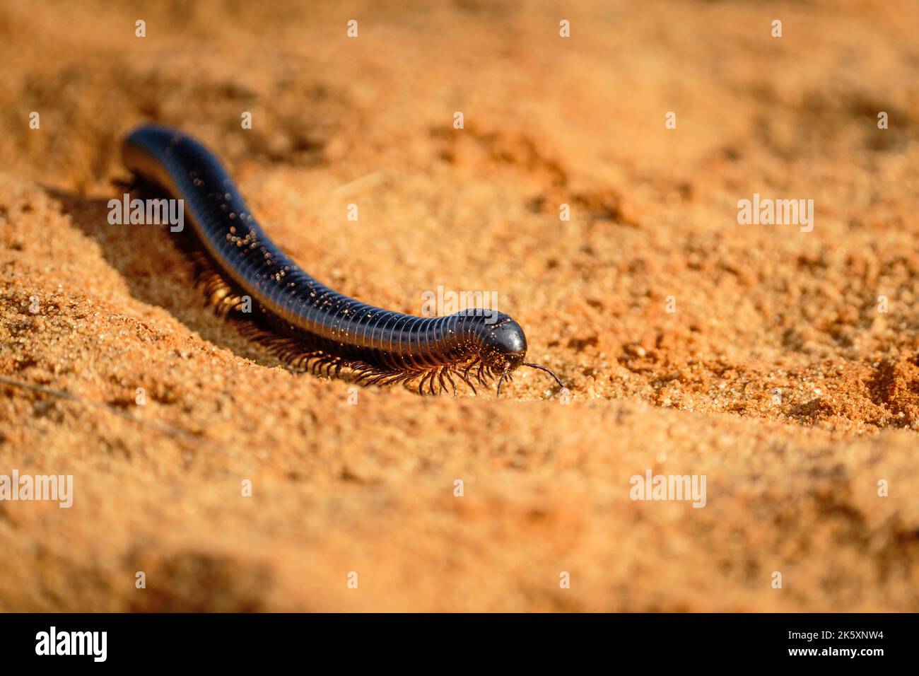 Shongololo, giant millipede (Archispirostreptus gigas) crossing red ...