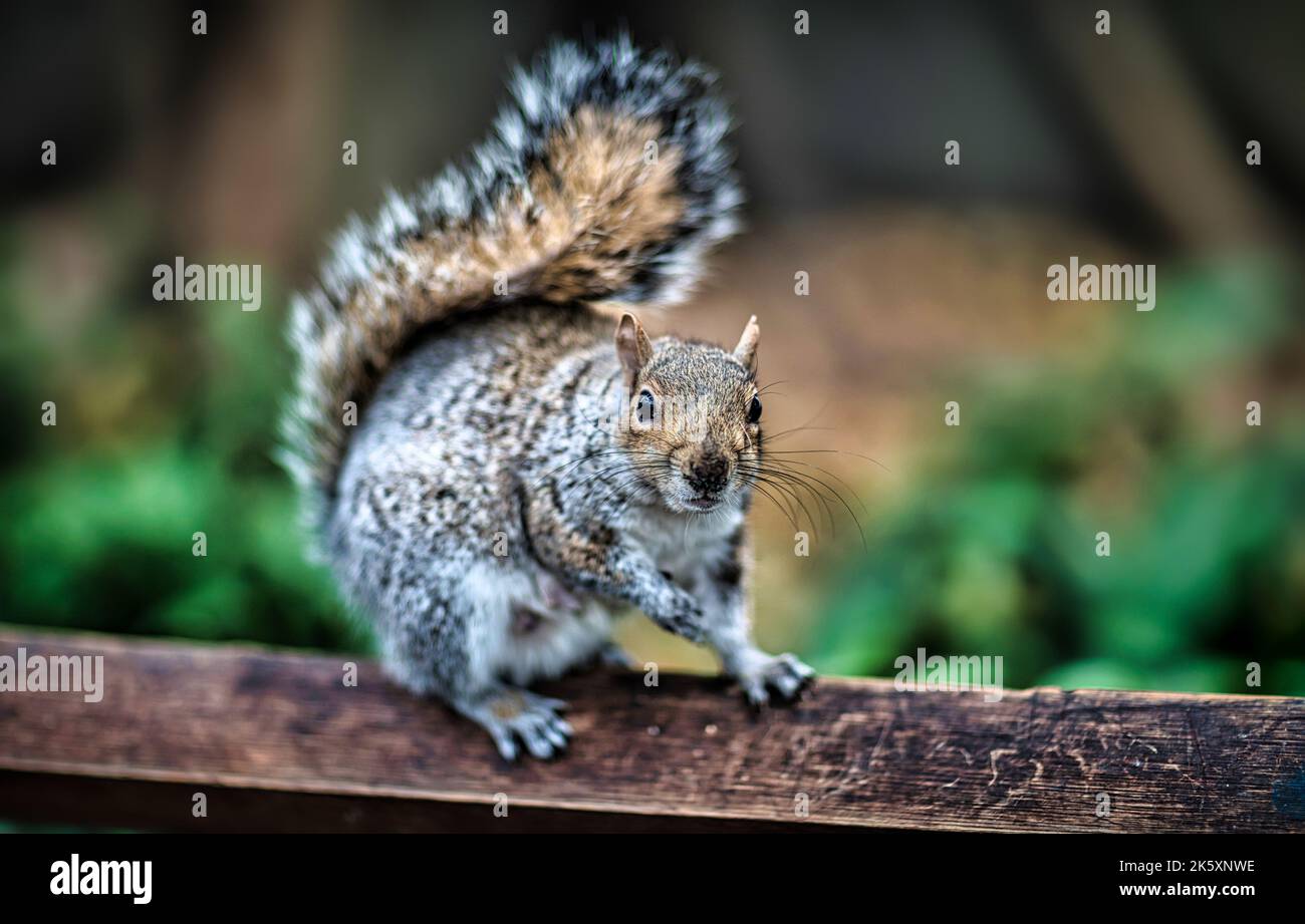 Squirrel out in nature looking straight at the camera Stock Photo - Alamy