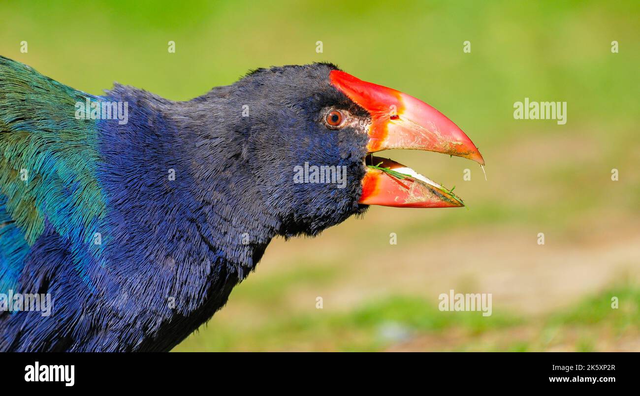 Takahe bird hi-res stock photography and images - Alamy