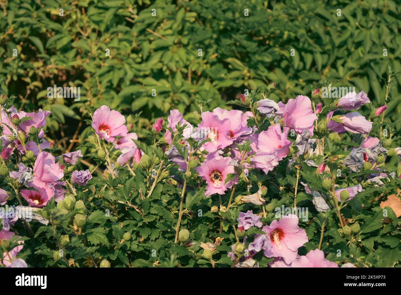 Beautiful Hibiscus syriacus flowers in the garden Stock Photo - Alamy