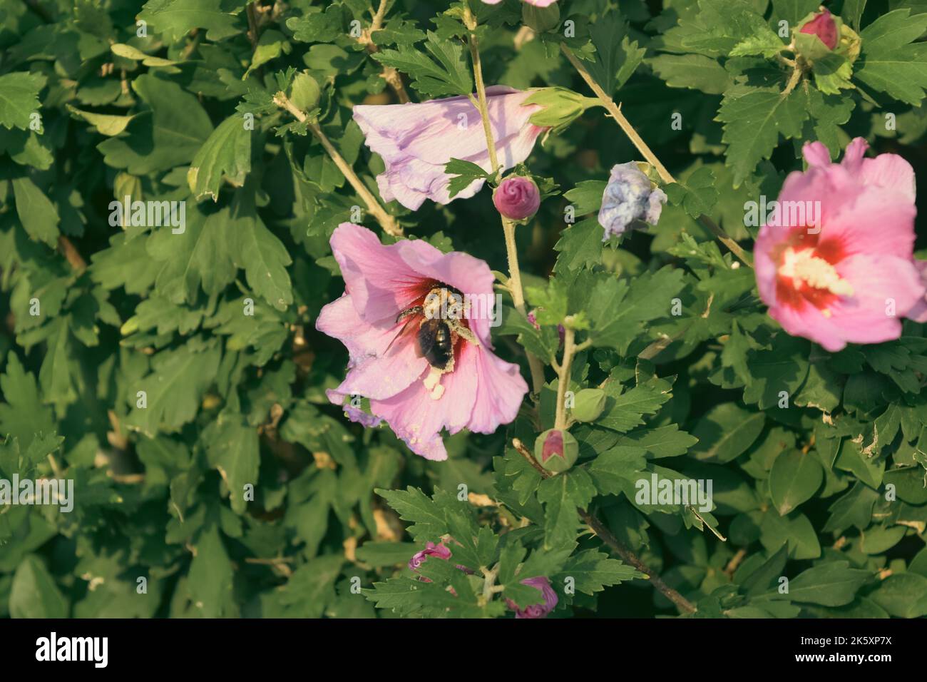 Beautiful Hibiscus syriacus flowers in the garden Stock Photo - Alamy