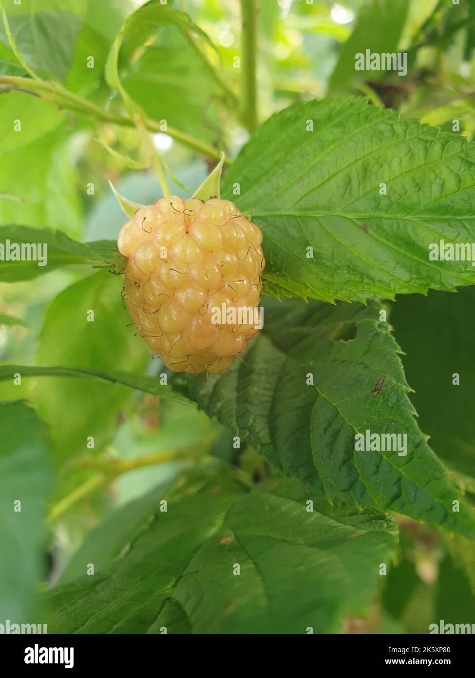Rubus ellipticus hi-res stock photography and images - Alamy
