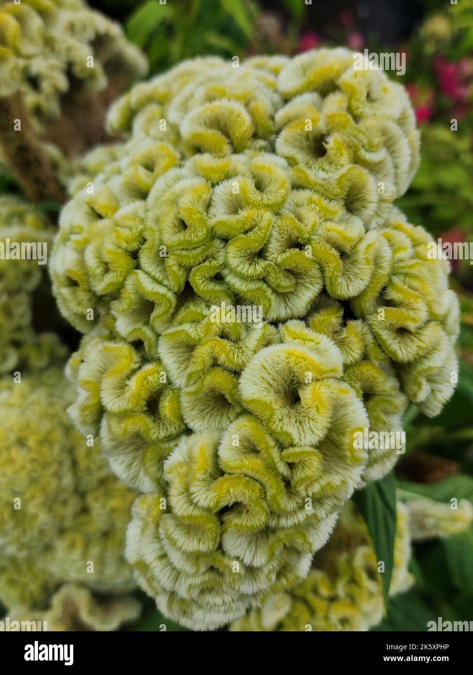 A vertical top view of a green cockscomb plant in a garden Stock Photo ...