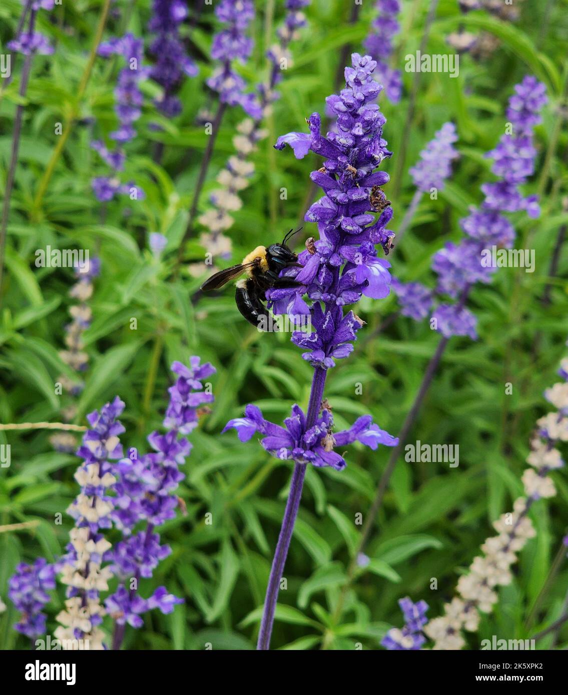 A closeup shot of a Bumblebee on a purple Salvia farinacea flower in a ...