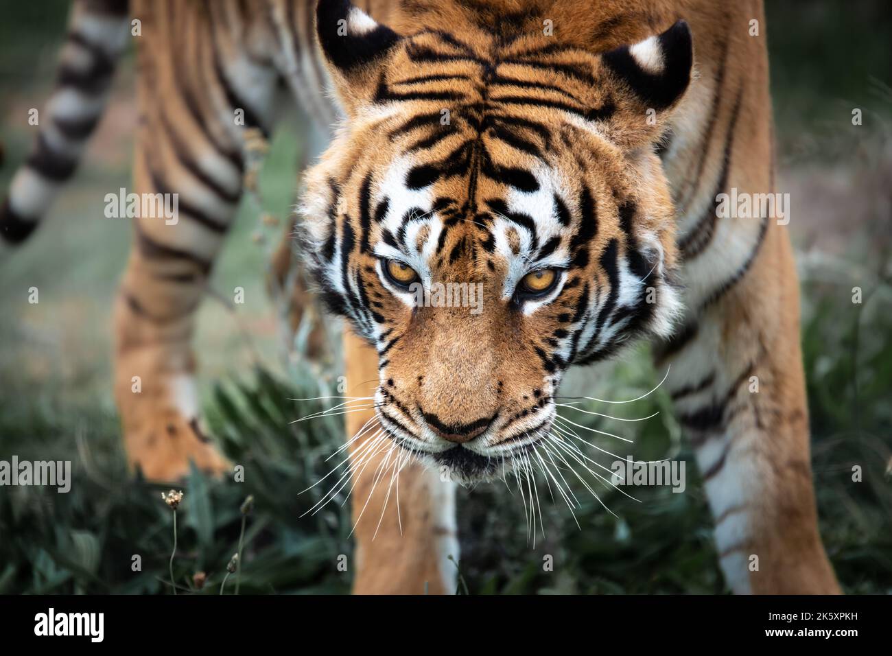 Tiger on the prowl in the wilderness, close-up, South Africa Stock ...