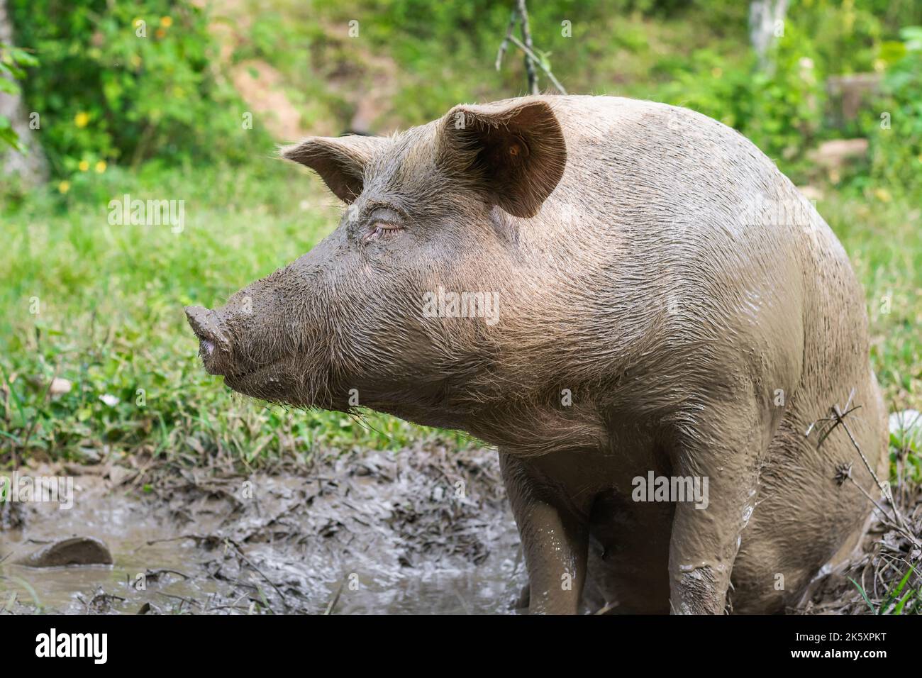 close-up of a pregnant sow or Sus scrofa domestica, sitting on a mud ...