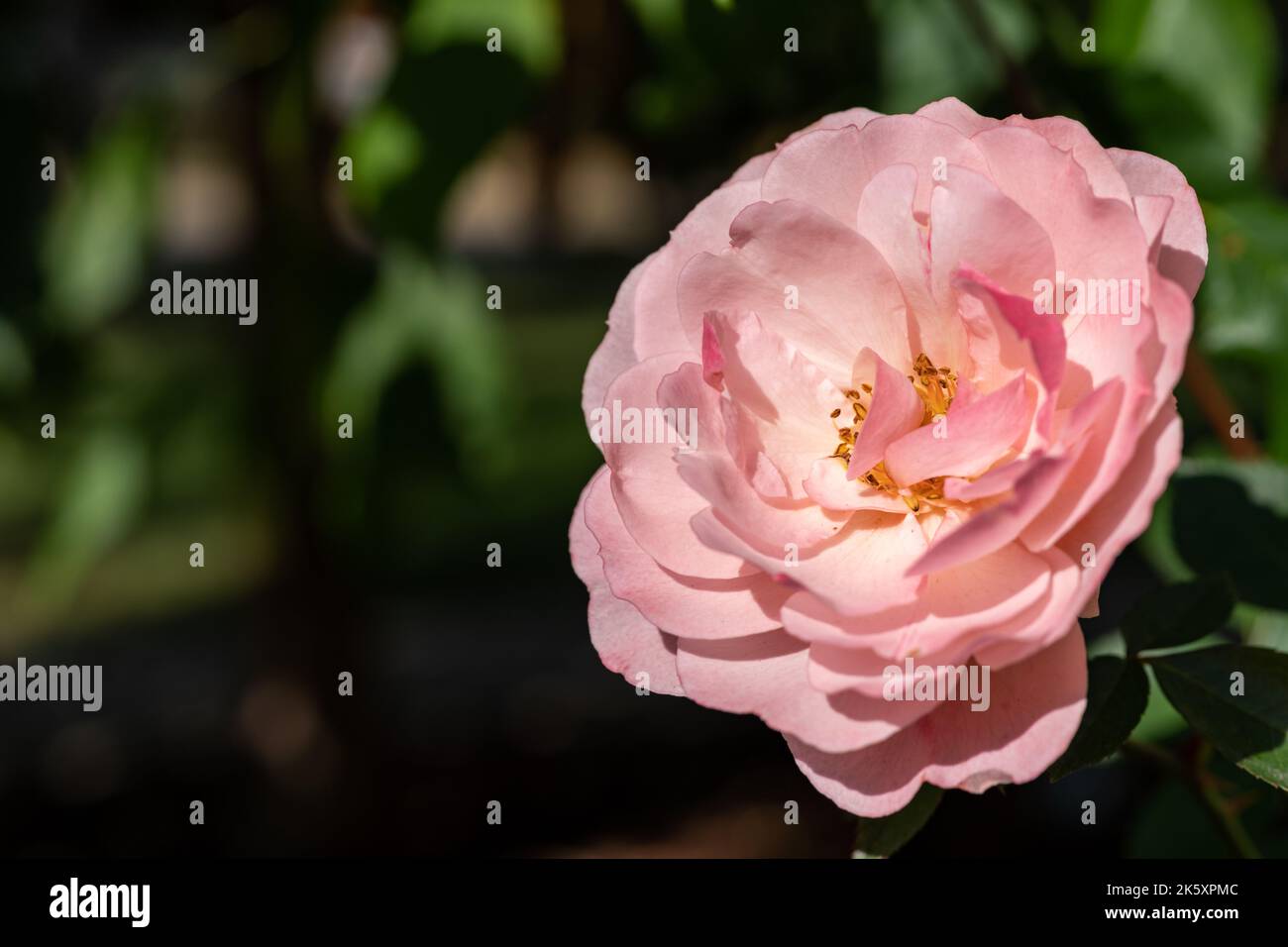 Pink rose in bloom, with artistic filter. Photo in selective focus ...