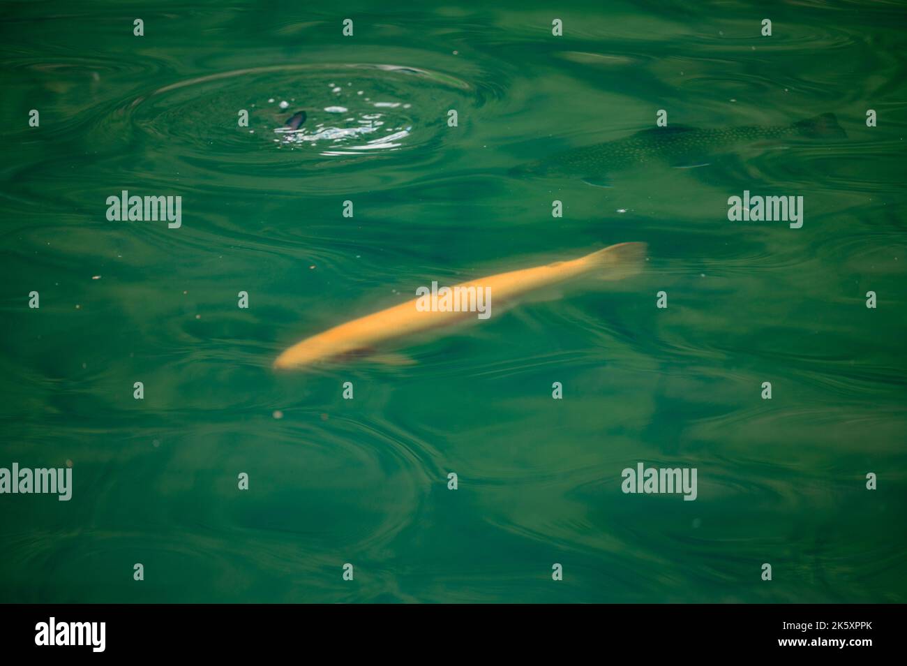 Karelian and golden trout swim in mountain rivers, artificial breeding ...