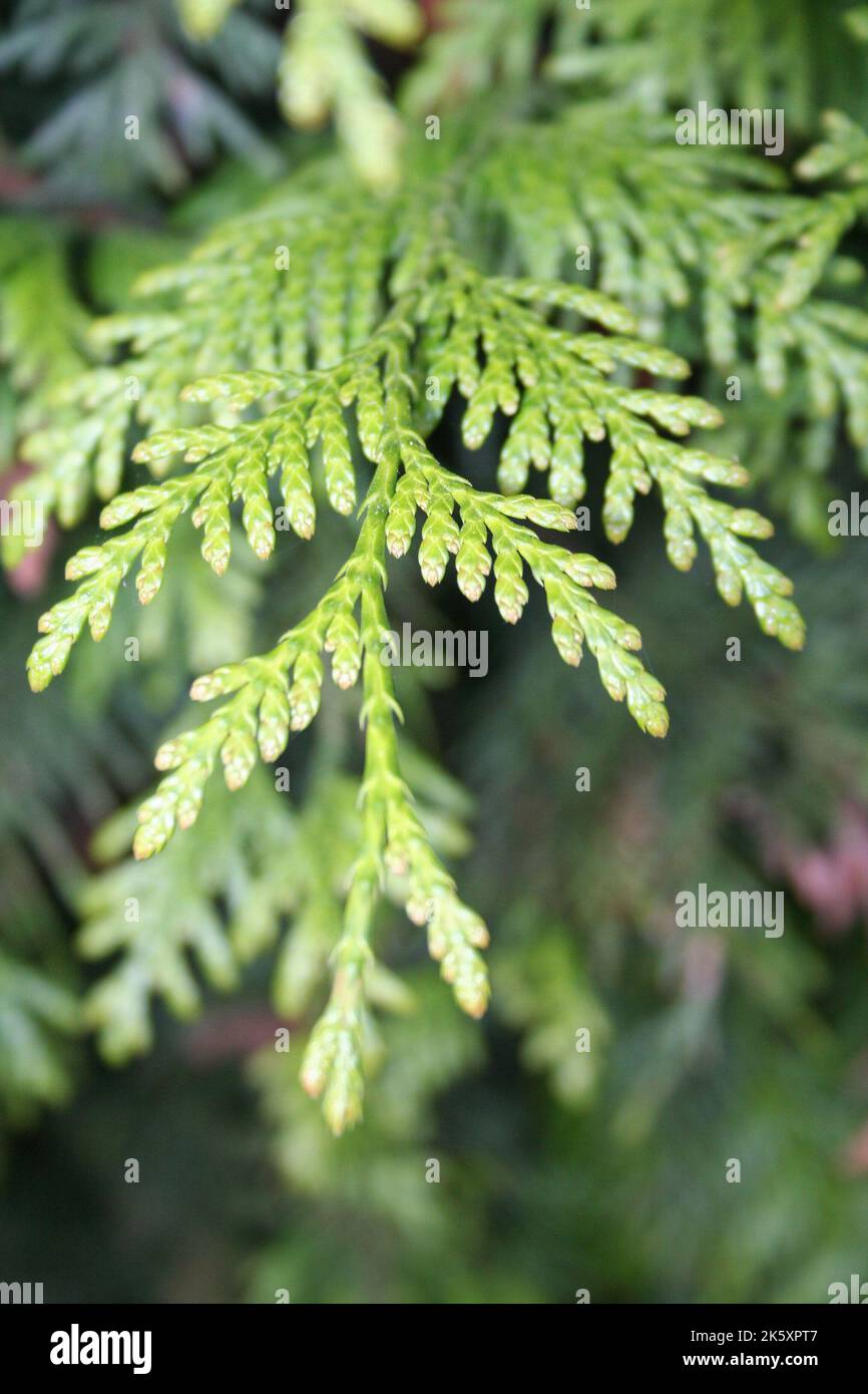 Strong color hi-res stock photography and images - Alamy