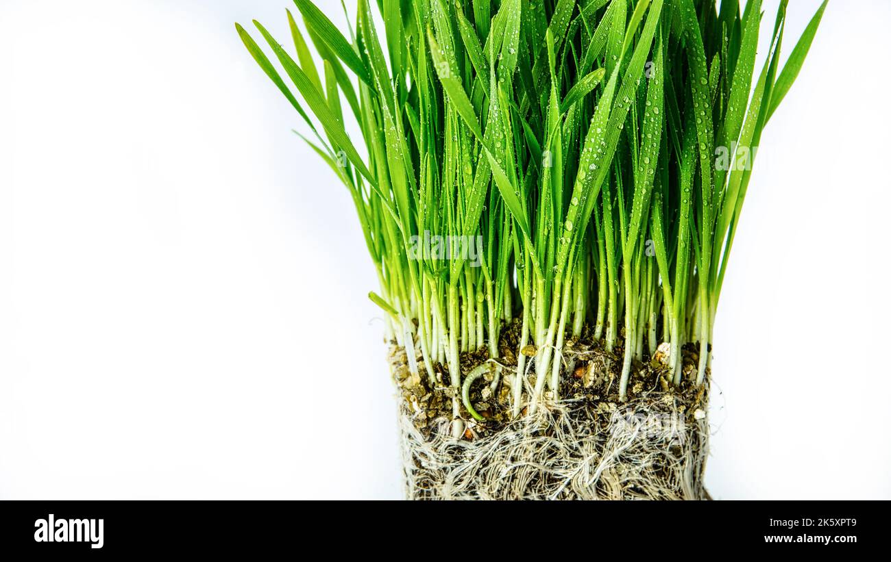 Wheatgrass close-up showing water droplets on bright green leaves and ...