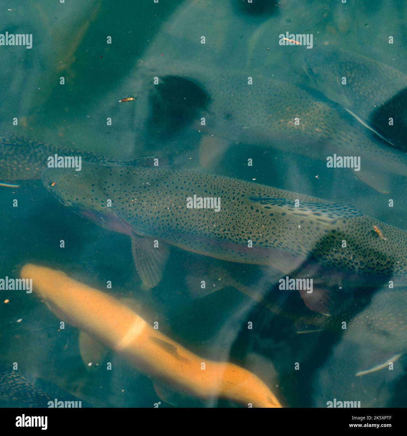 Karelian and golden trout swim in mountain rivers, artificial breeding ...