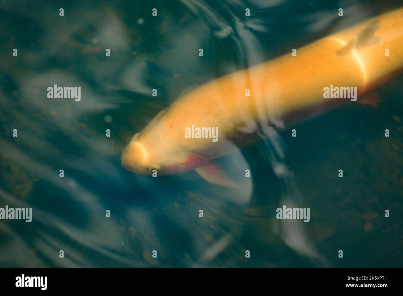 Karelian and golden trout swim in mountain rivers, artificial breeding ...