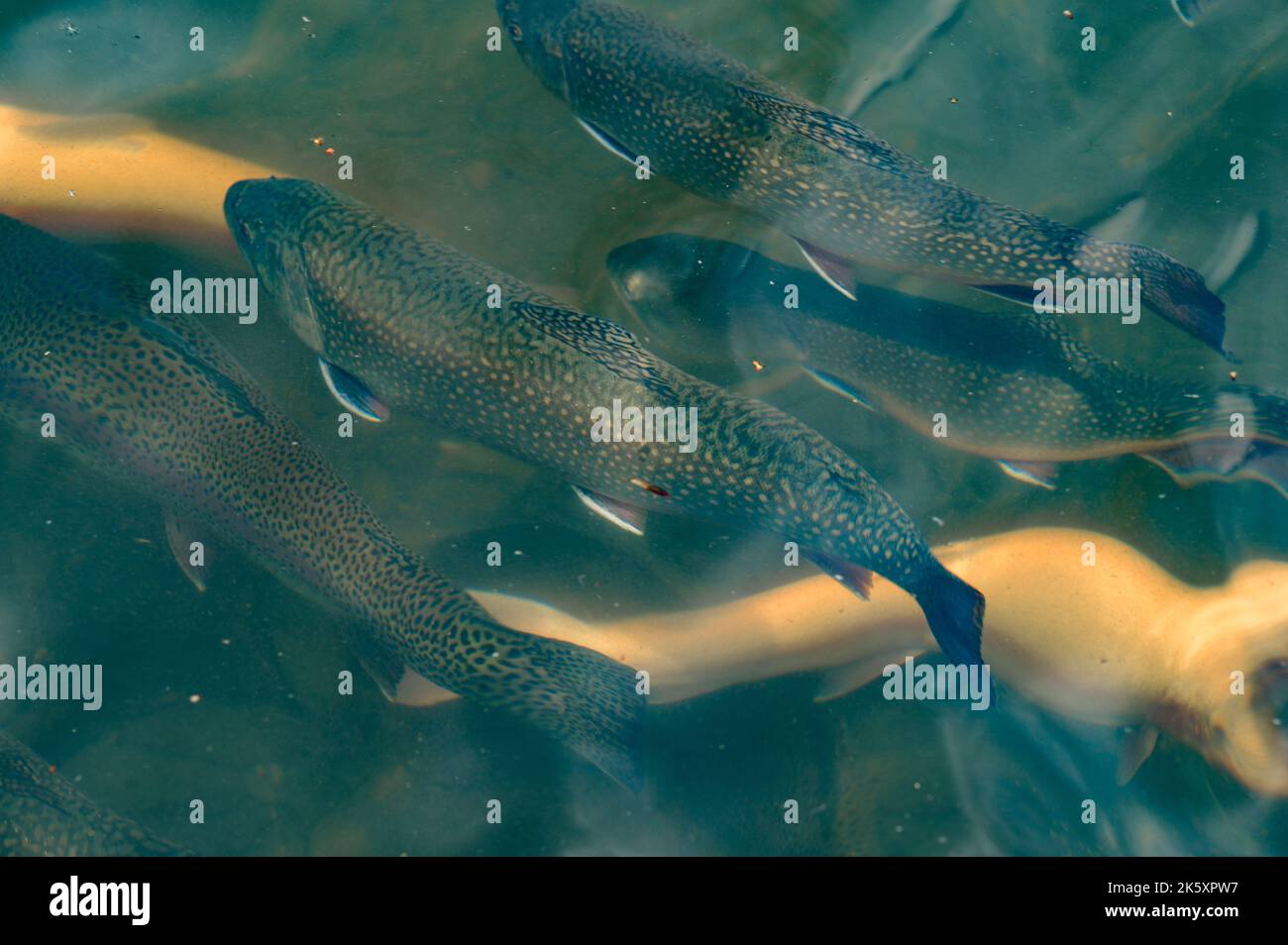 Karelian and golden trout swim in mountain rivers, artificial breeding ...