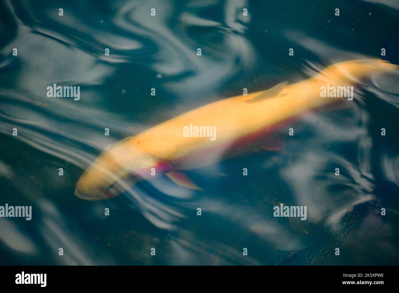 Karelian and golden trout swim in mountain rivers, artificial breeding ...