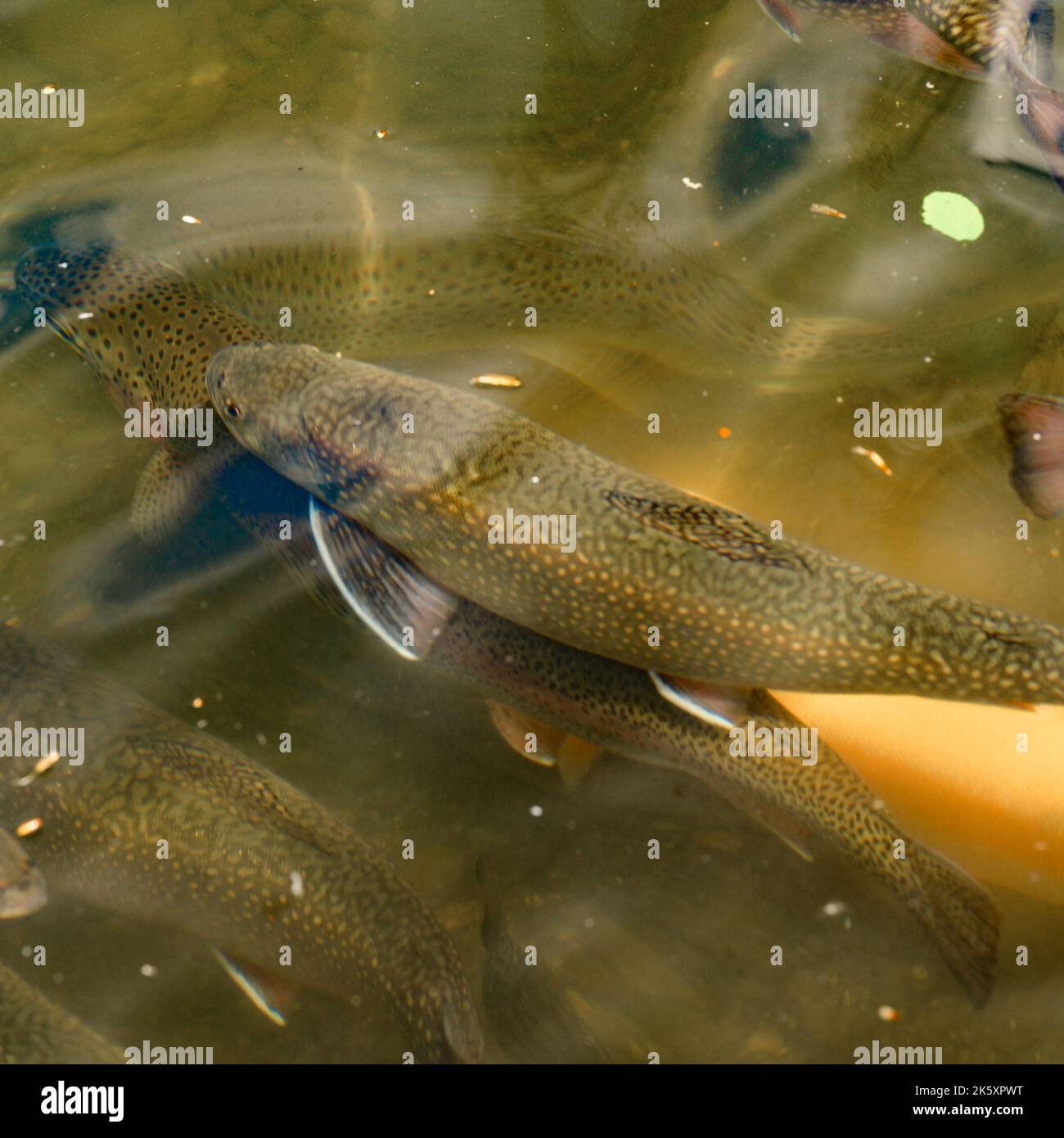 Karelian and golden trout swim in mountain rivers, artificial breeding ...
