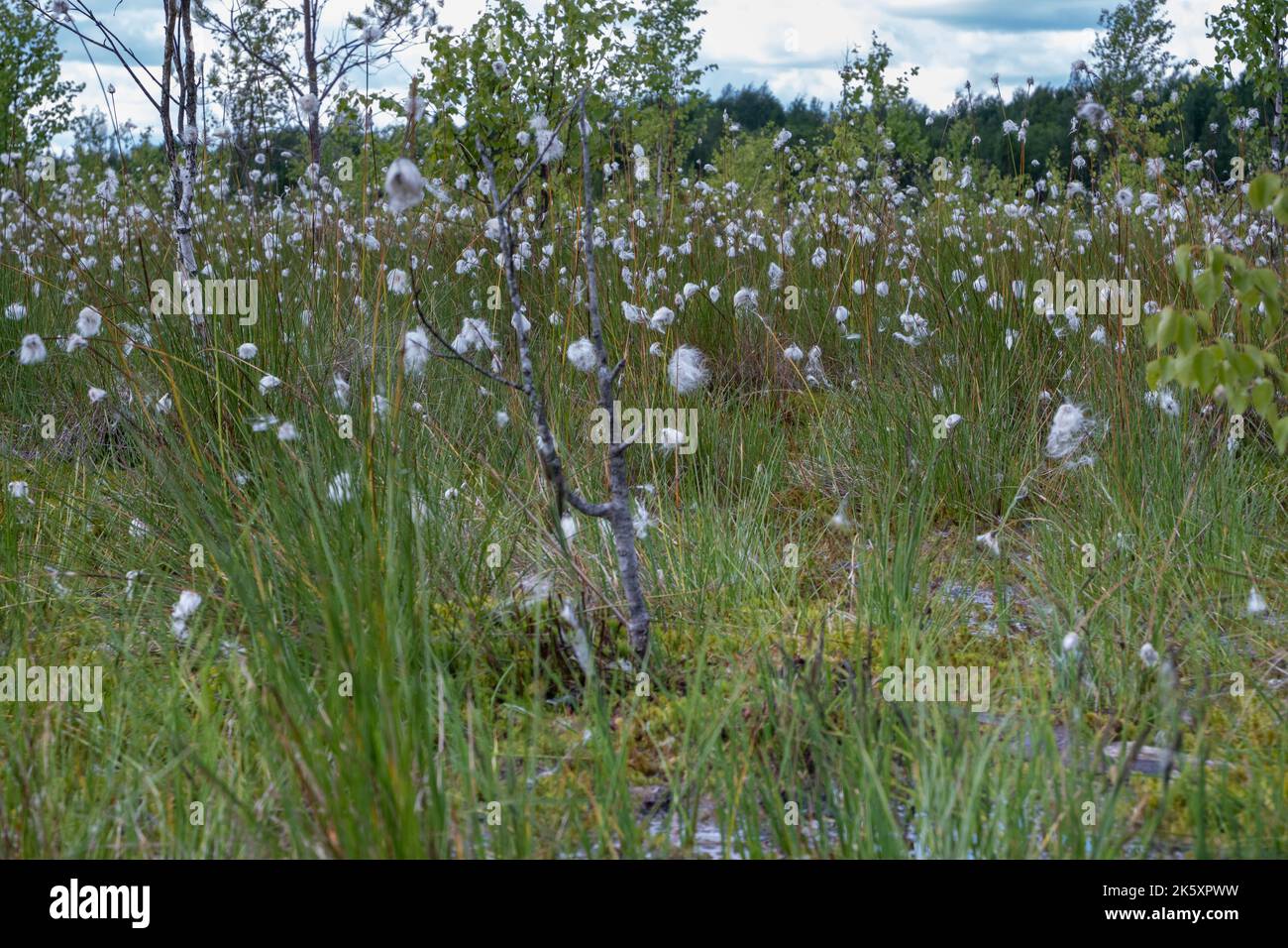 Colony of white fluffy swamp plants. Fluff is vaginal Stock Photo - Alamy