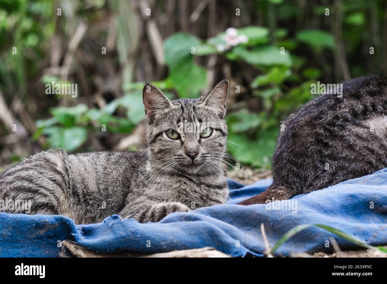 Beautiful cat with his gray fur and green eyes, lying on a blue blanket ...