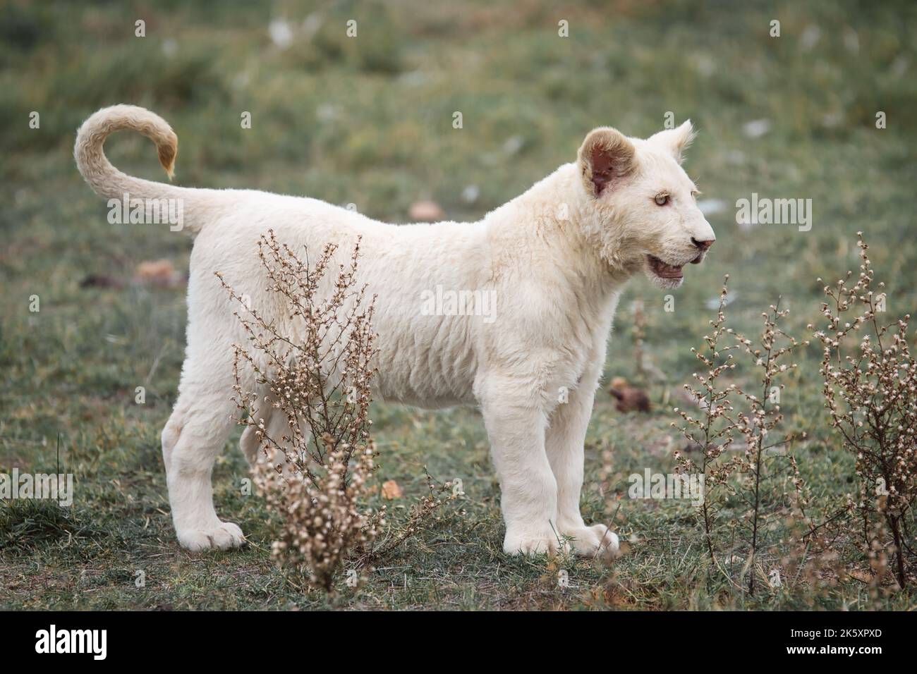 Rare and beautiful White albino Lion cub standing and waiting in the ...