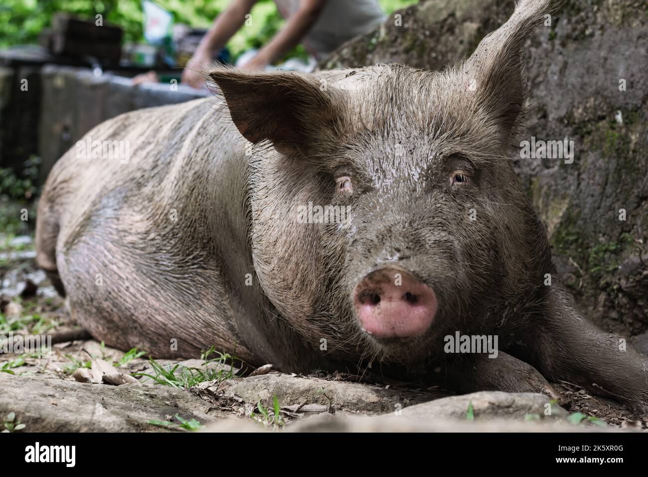 detailed view of the face of a Sus scrofa domesticus, pregnant sow ...