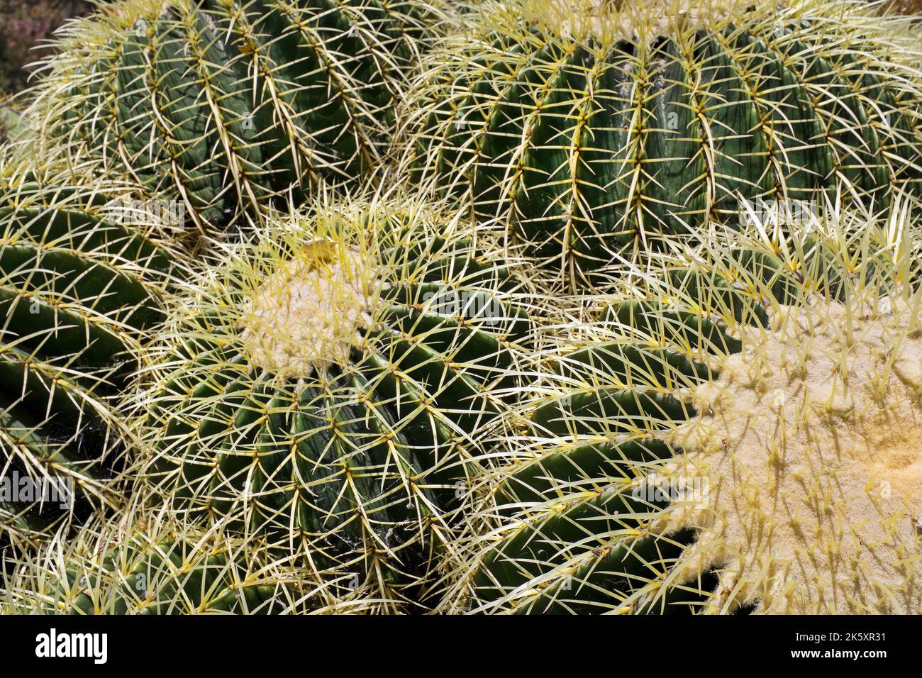 Golden barrel cacti echinocactus grusonii hi-res stock photography and images - Alamy