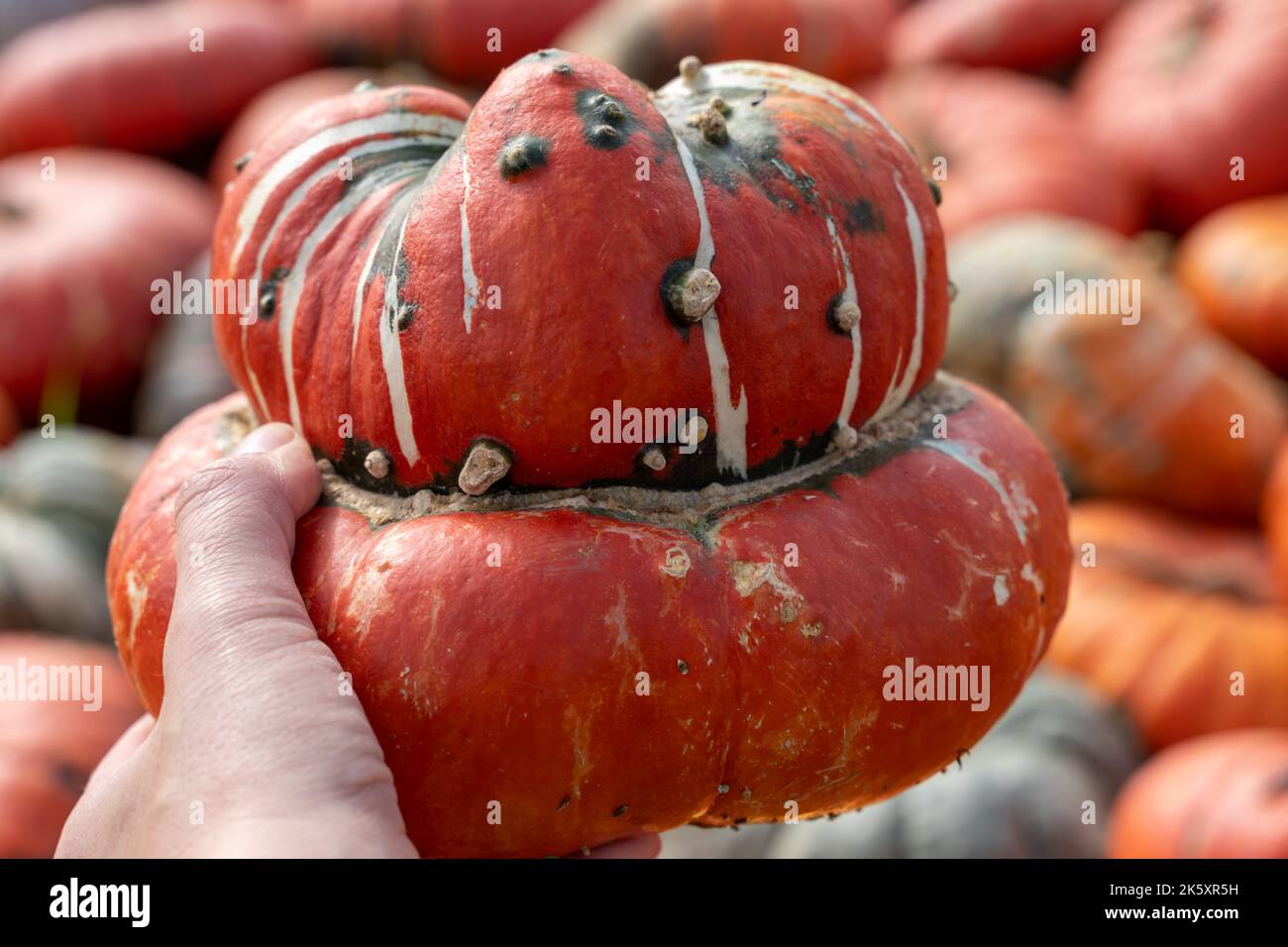 Hand holds up a deformed decorative pumpkin at a pumpkin patch Stock ...