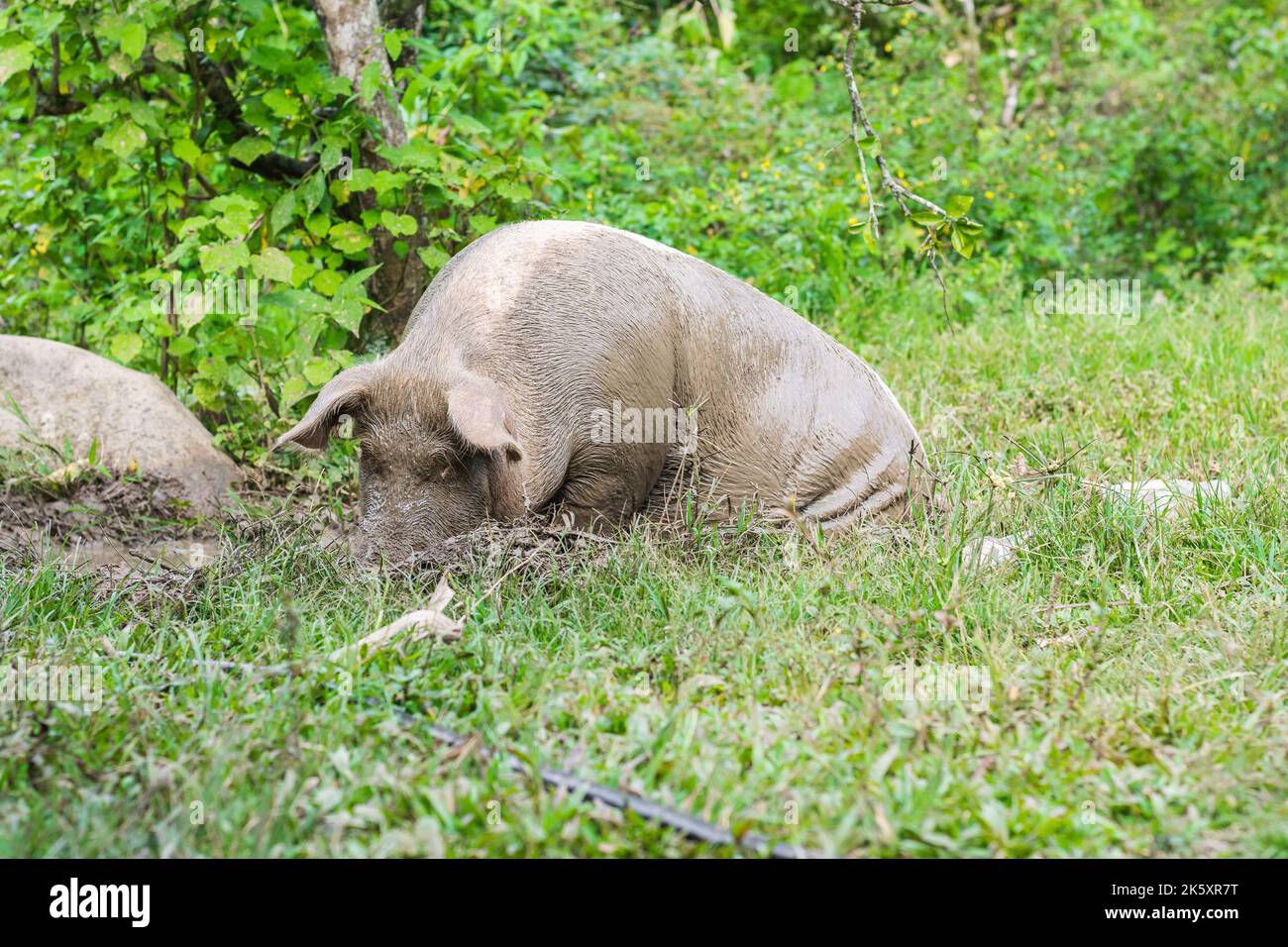 view of a sow or Sus scrofa domestica, digging in the mud with its ...
