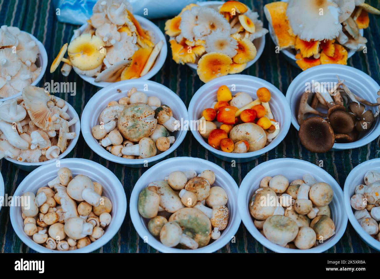 A top view of various raw mushrooms on plates on a table Stock Photo ...