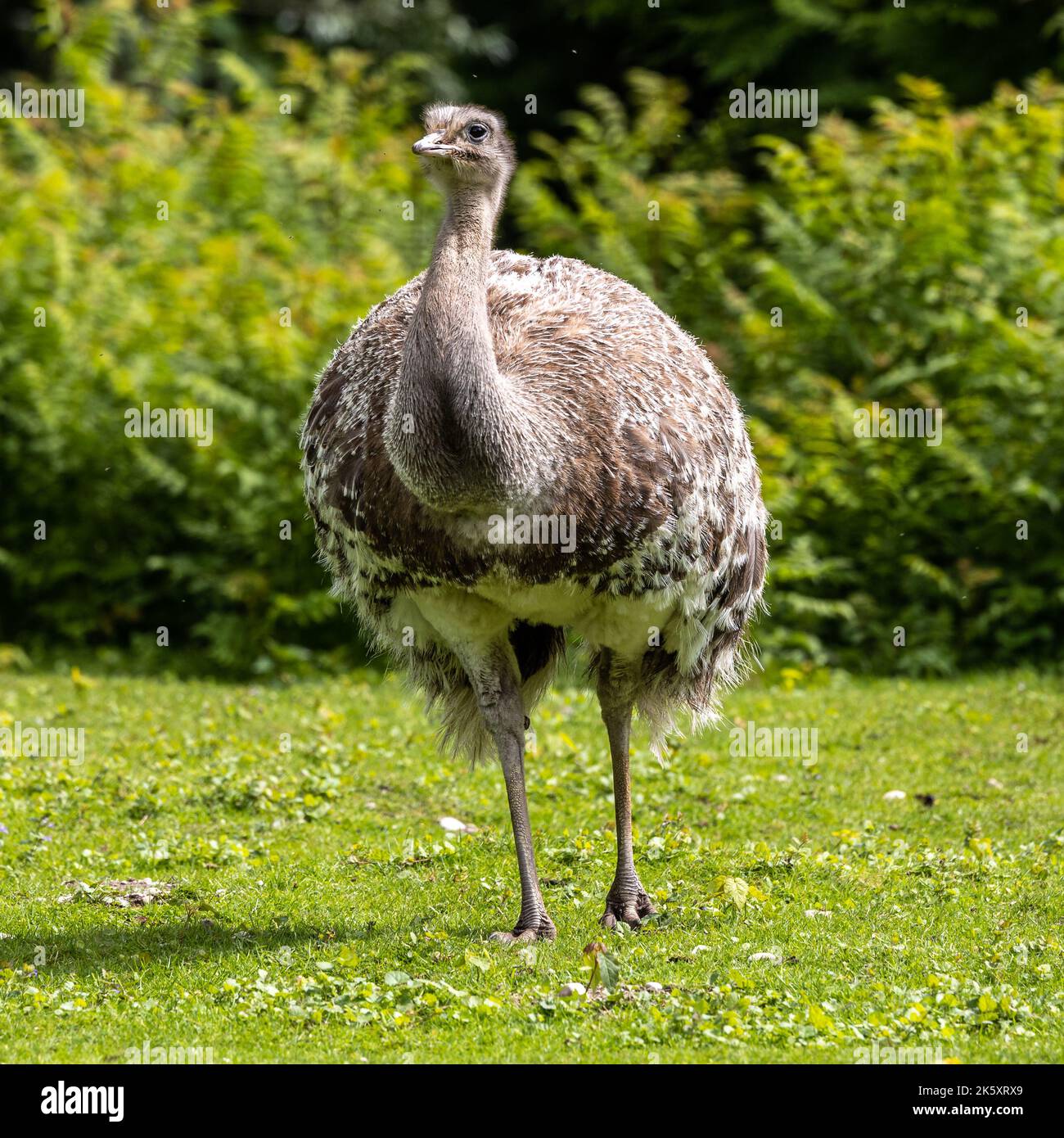Darwin's rhea, Rhea pennata also known as the lesser rhea. It is a ...