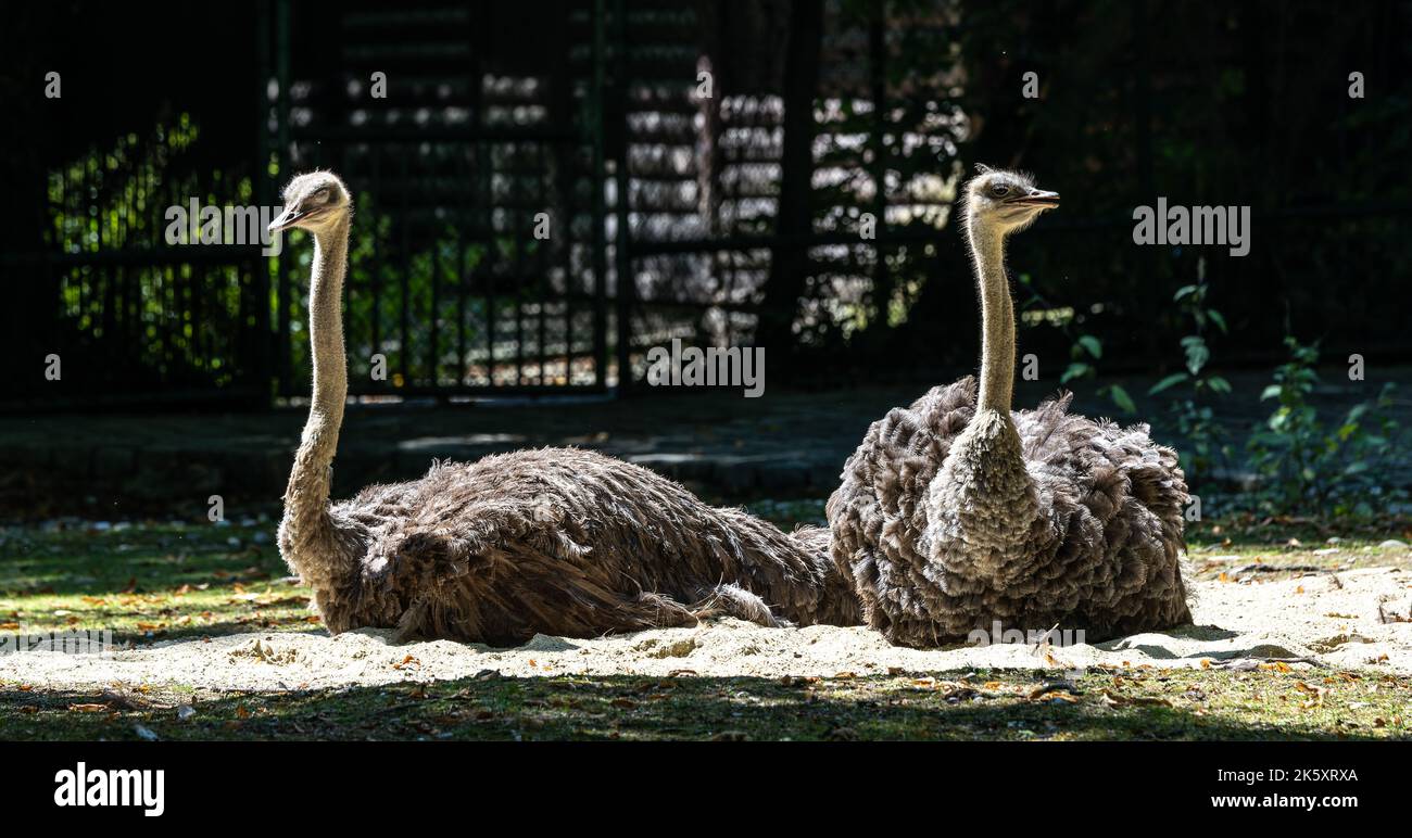 The common ostrich, Struthio camelus, or simply ostrich, is a species ...