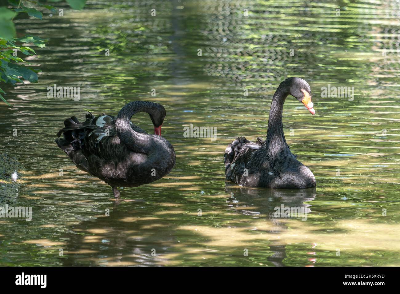 The Black Swan, Cygnus atratus is a large waterbird, a species of swan ...