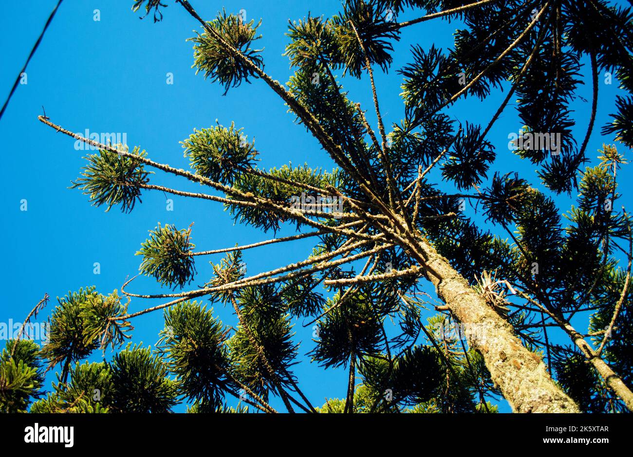 Trees close up. Top view Stock Photo - Alamy