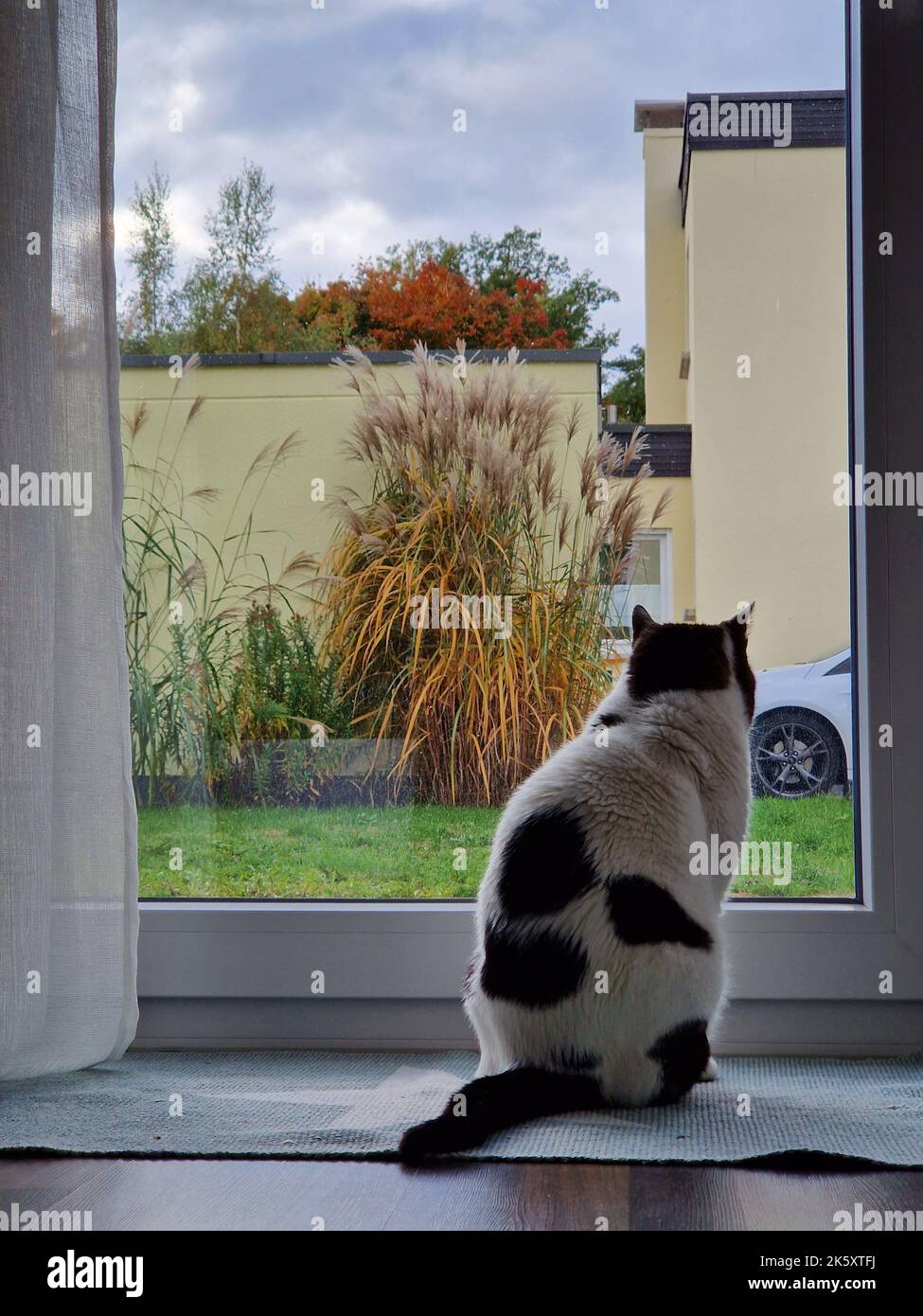 Cat looking out of the window Stock Photo - Alamy