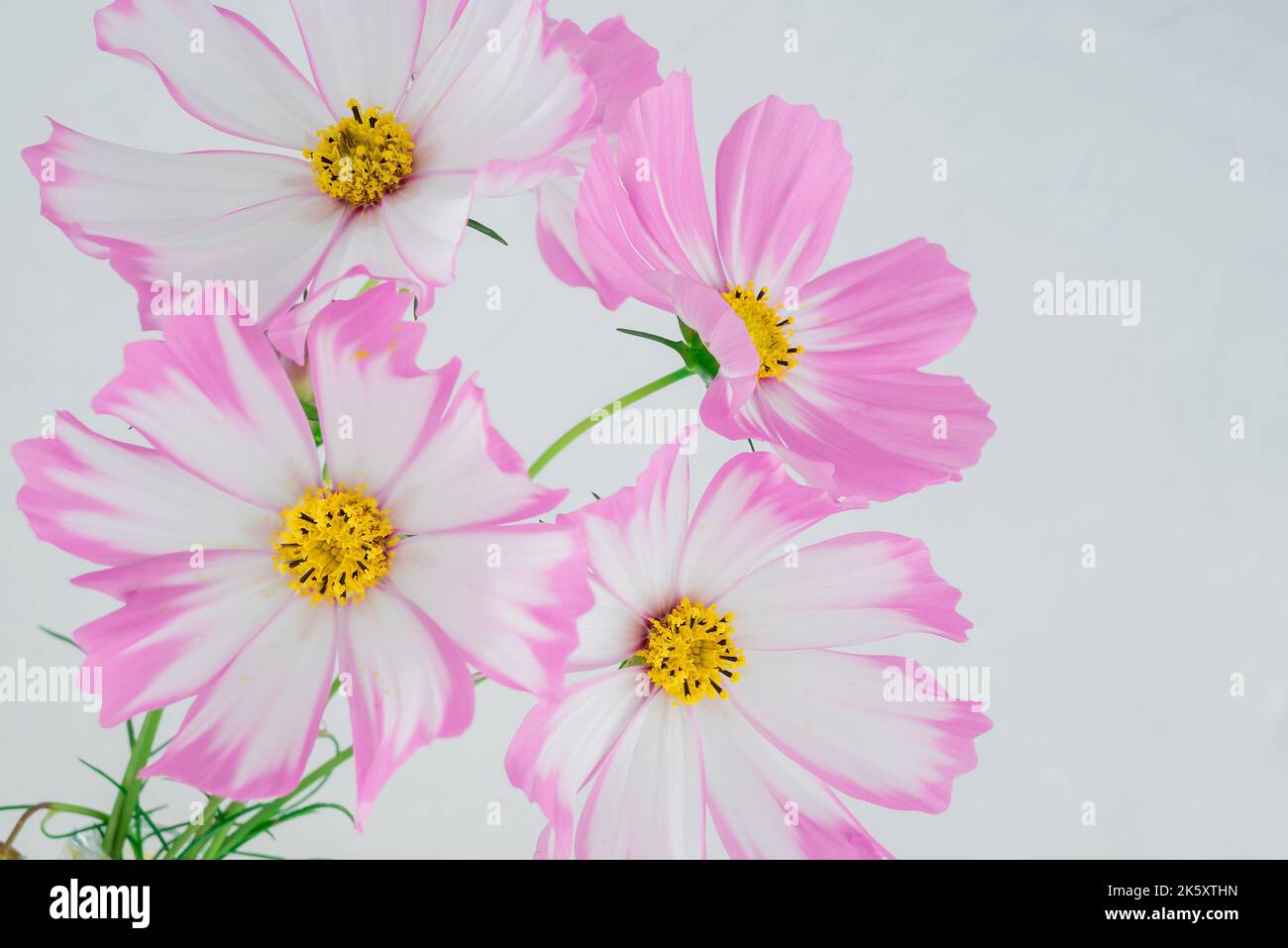 light pink Cosmos flowers isolated on white background Stock Photo - Alamy