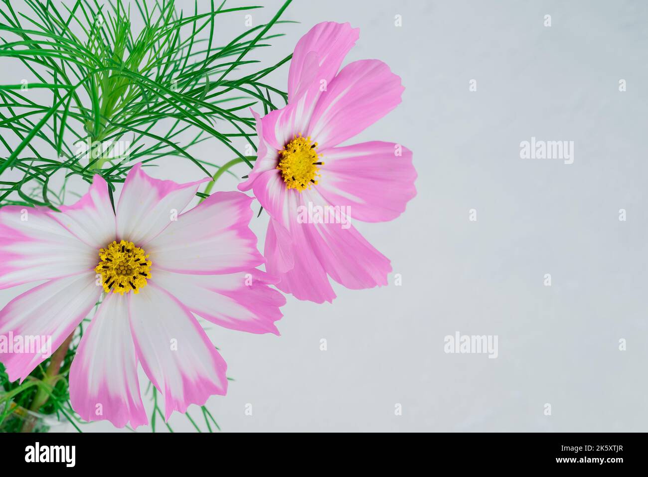 light pink Cosmos flowers isolated on white background Stock Photo - Alamy