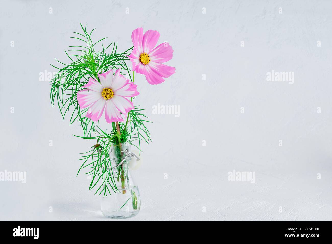 light pink Cosmos flowers isolated on white background Stock Photo - Alamy