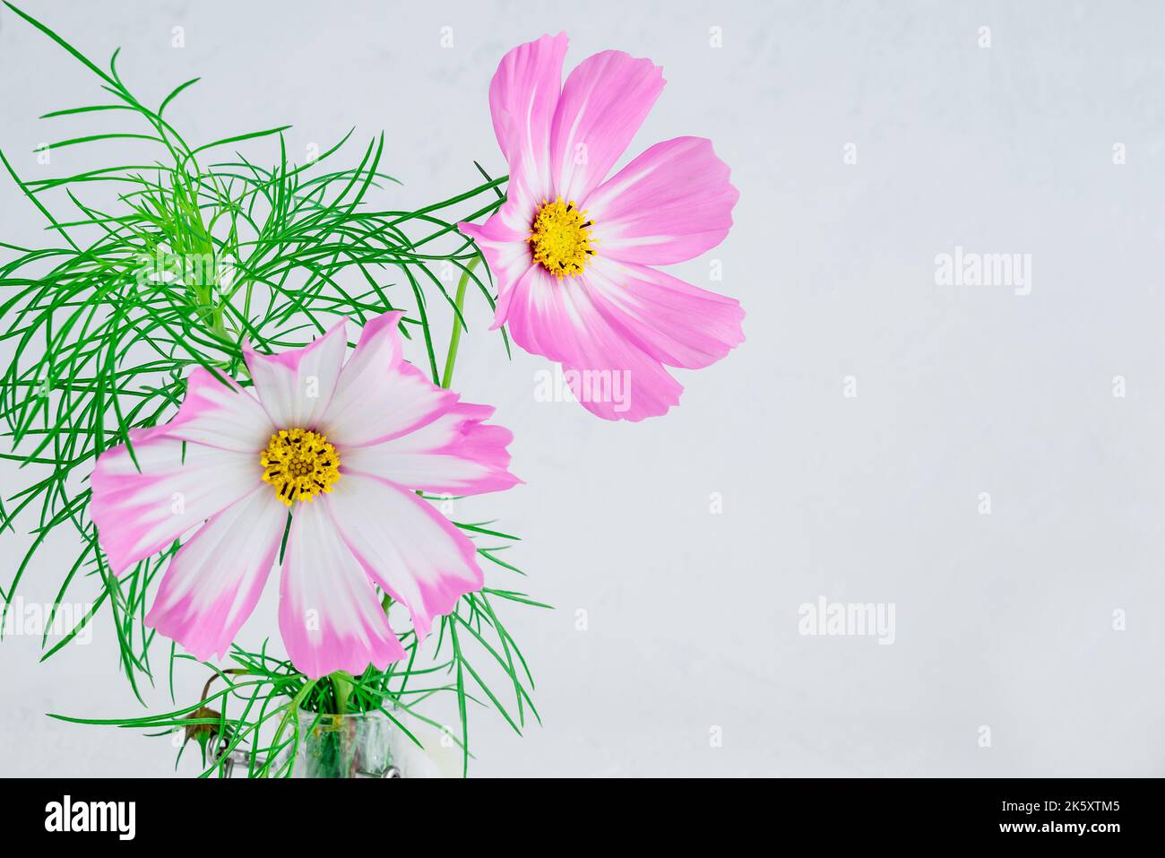 light pink Cosmos flowers isolated on white background Stock Photo - Alamy