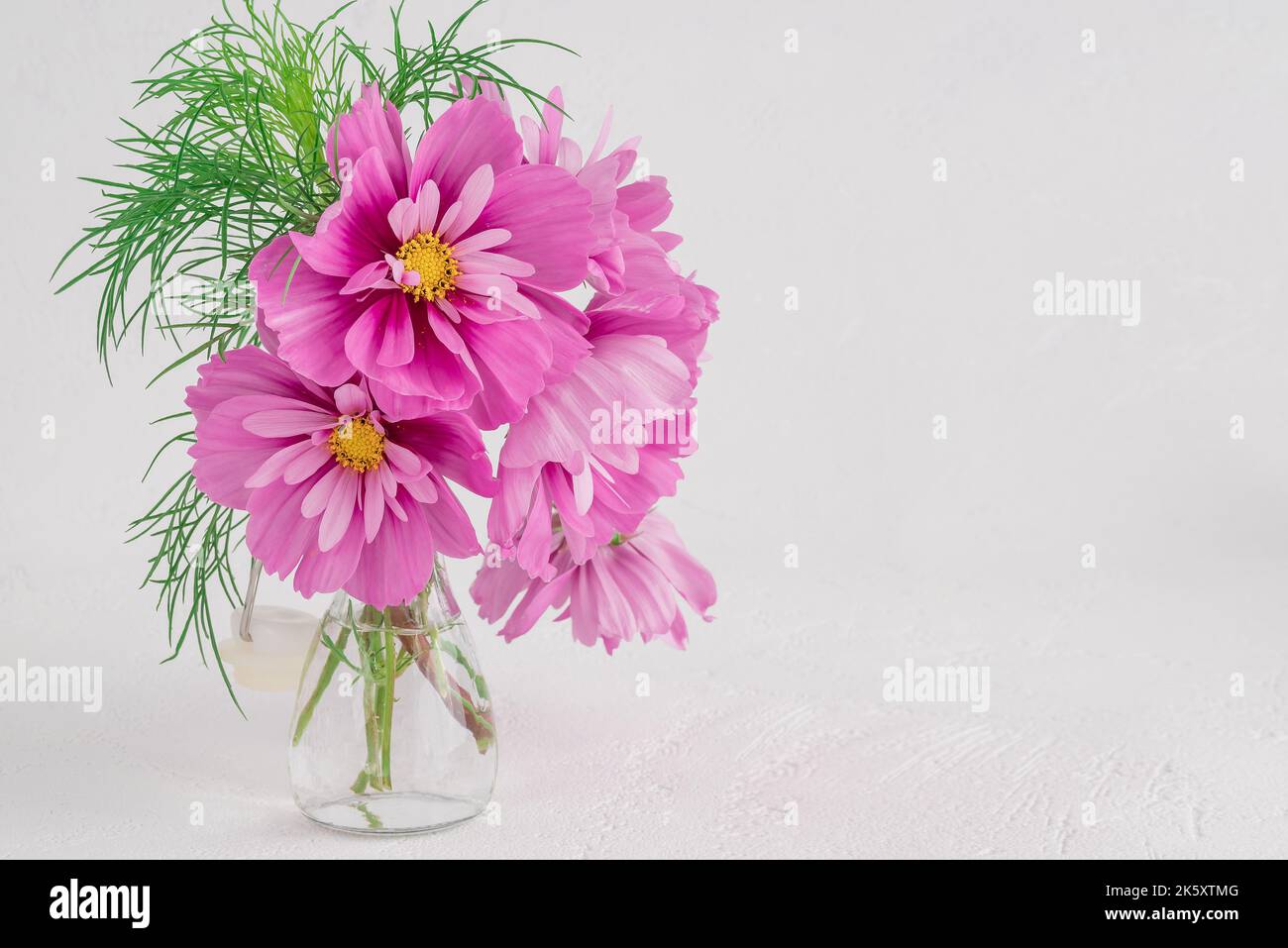 light pink Cosmos flowers isolated on white background Stock Photo - Alamy