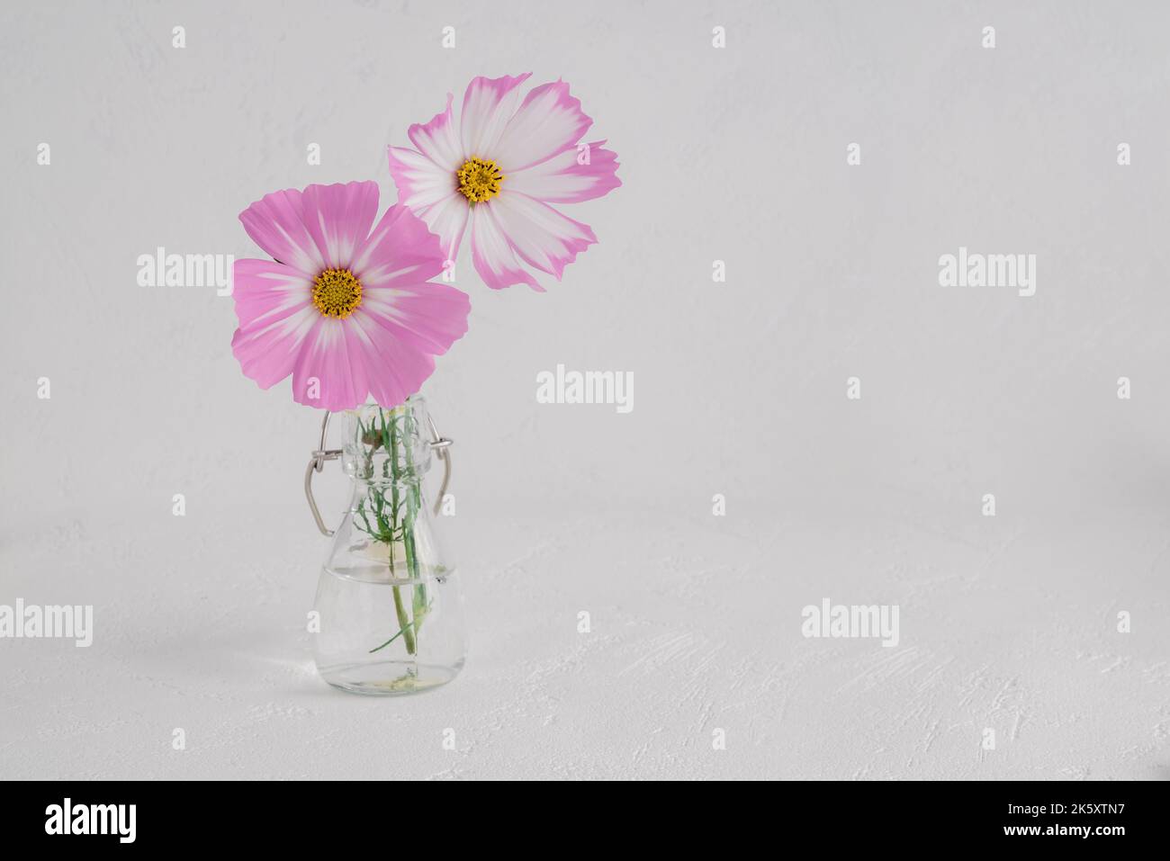 light pink Cosmos flowers isolated on white background Stock Photo - Alamy