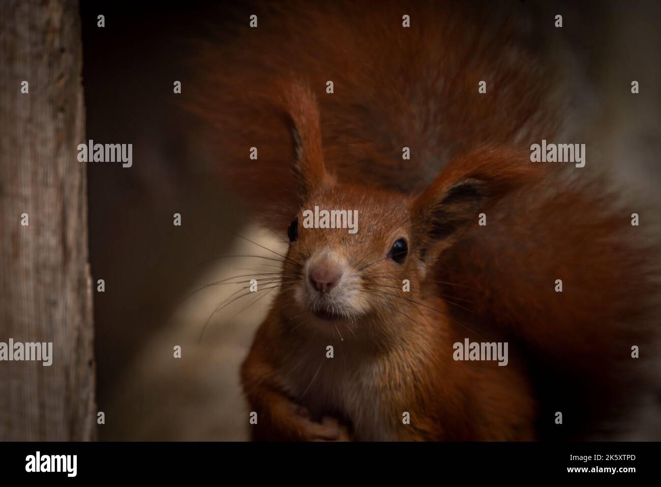 Red squirrel with very long hairy tail and nice ears Stock Photo - Alamy